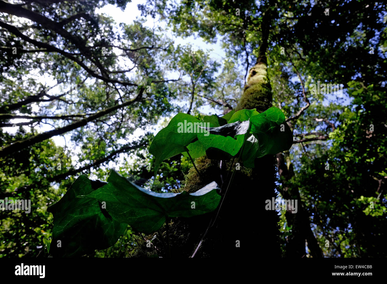 View of the sub-tropical laurel greenery of El Cedro forest in the ...