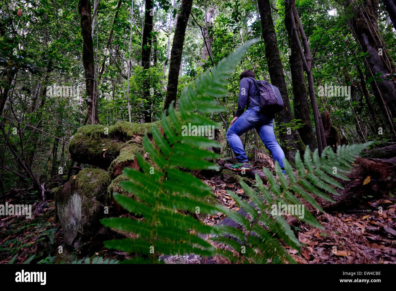 Cedro tropical hi-res stock photography and images - Alamy