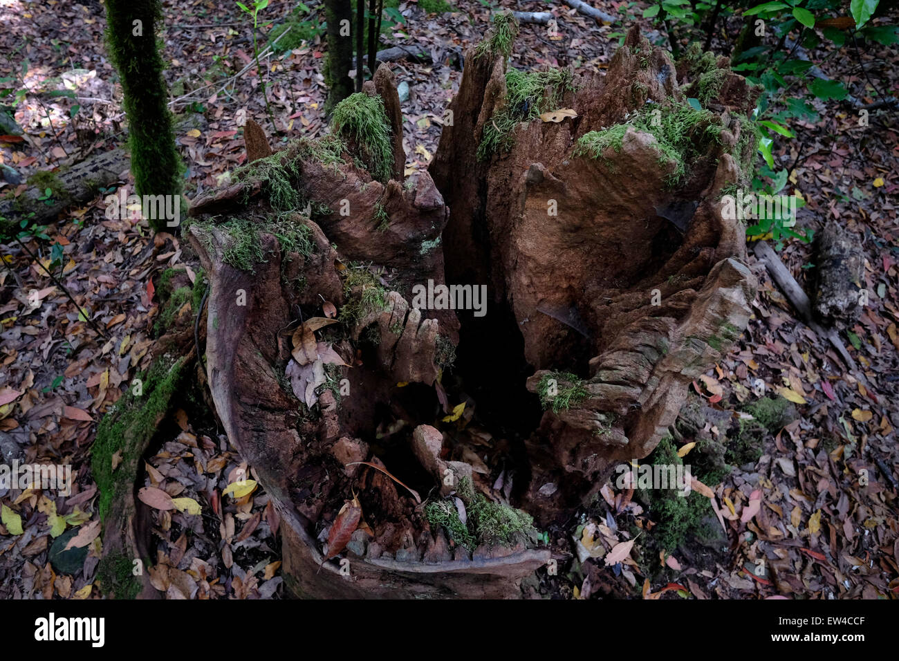 An old decayed trunk of a tree at the sub-tropical laurel greenery of ...