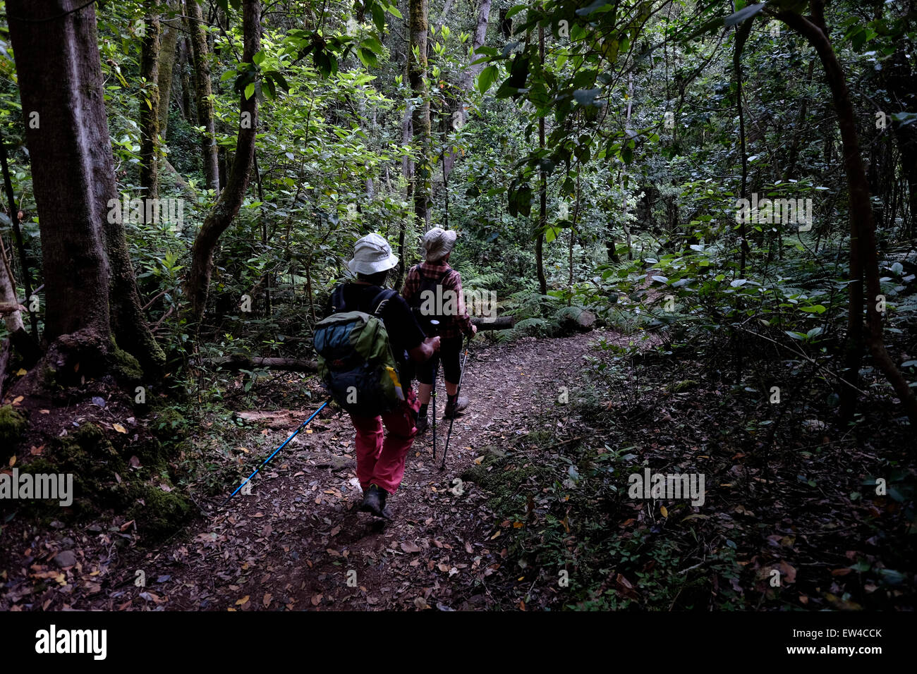 Hikers at the sub-tropical laurel greenery of El Cedro forest in the ...