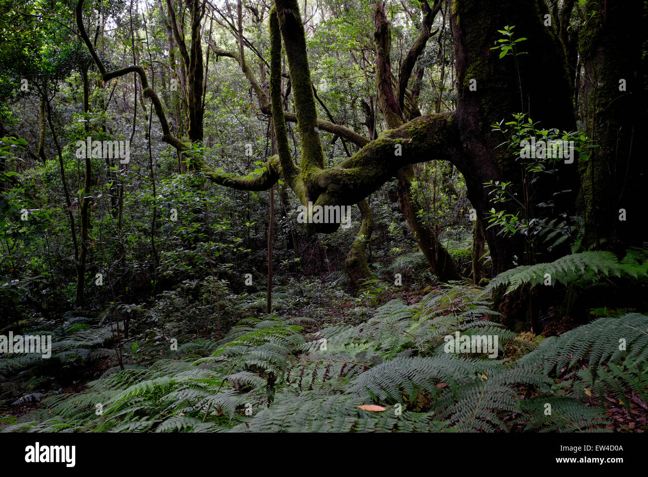 View of the sub-tropical laurel greenery of El Cedro forest in the ...