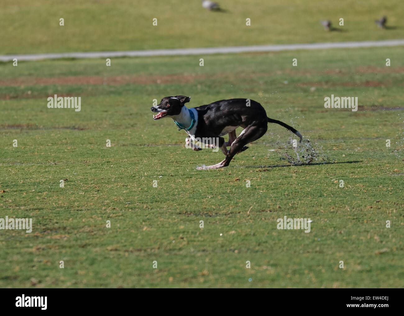 Making a splash hi-res stock photography and images - Alamy