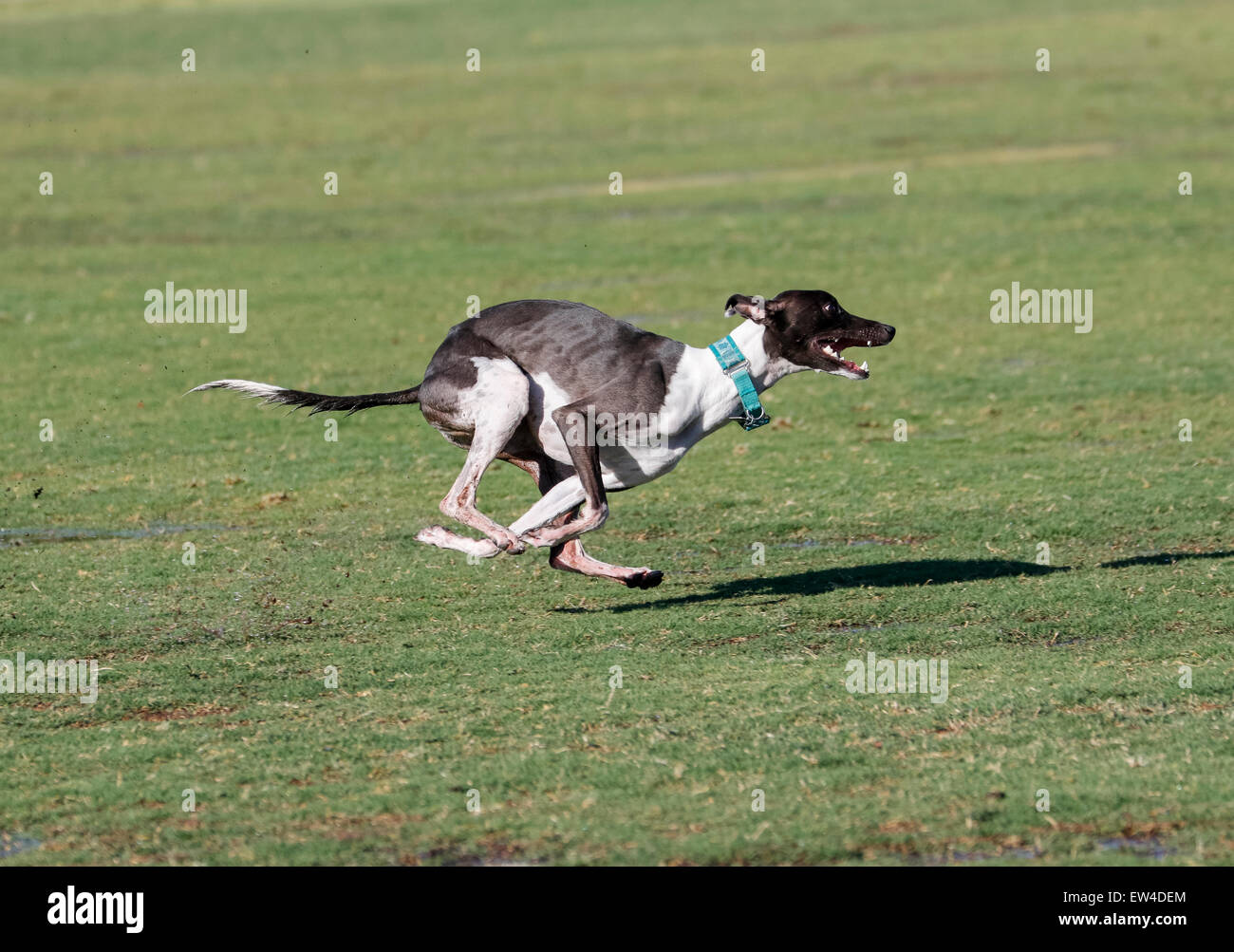 Whippet racing across an open field Stock Photo - Alamy