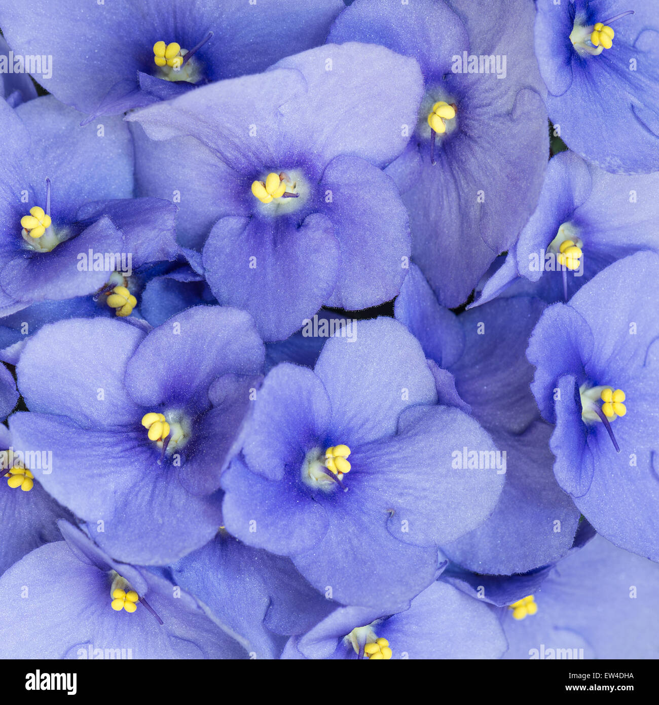 Violet flowers background Stock Photo - Alamy