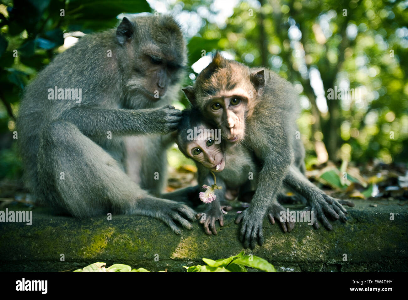 Three monkeys hi-res stock photography and images - Alamy