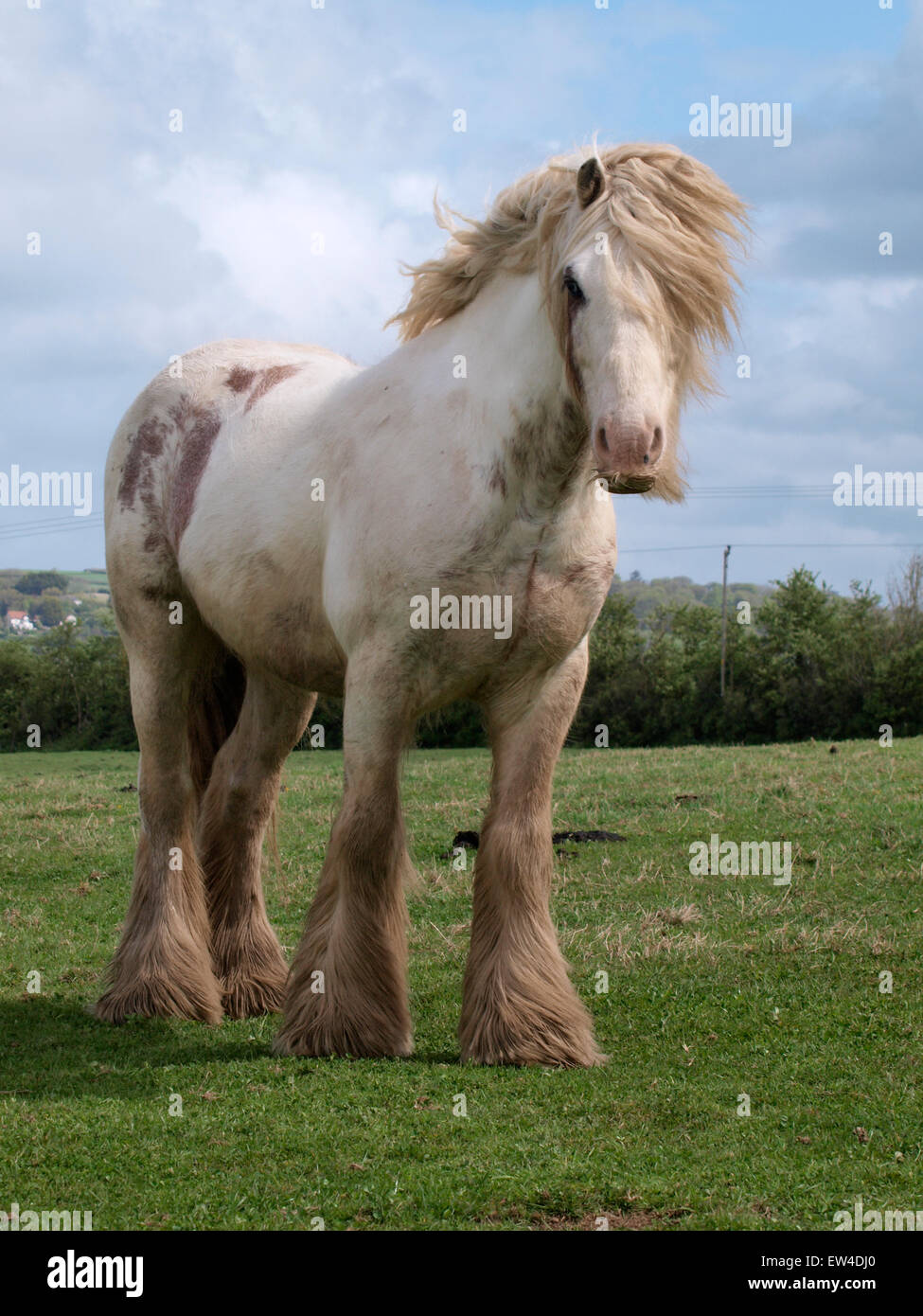 Wind swept hair hi-res stock photography and images - Alamy
