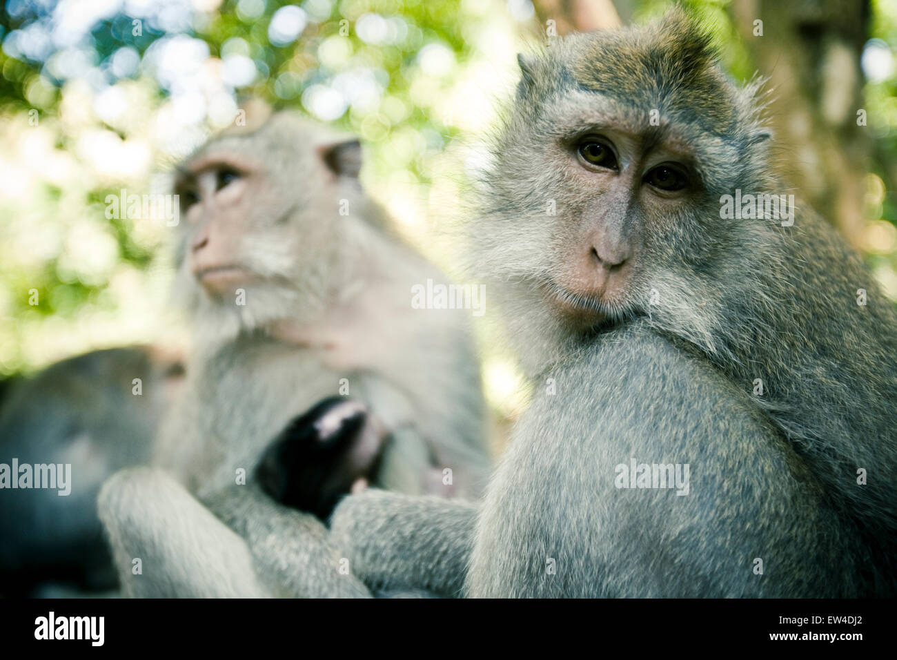 Group of monkeys with baby Stock Photo - Alamy
