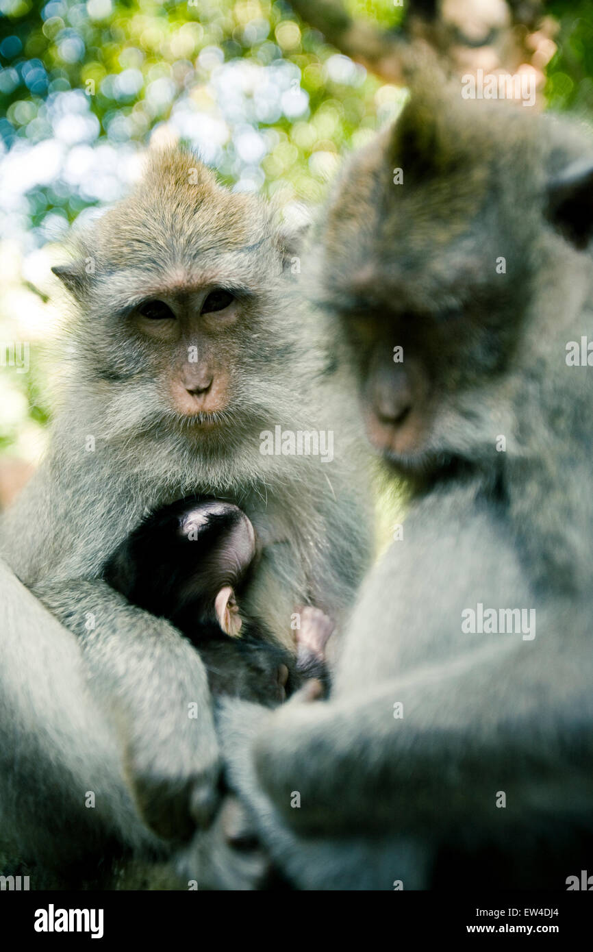 Macaca fascicuiuiaris hi-res stock photography and images - Alamy
