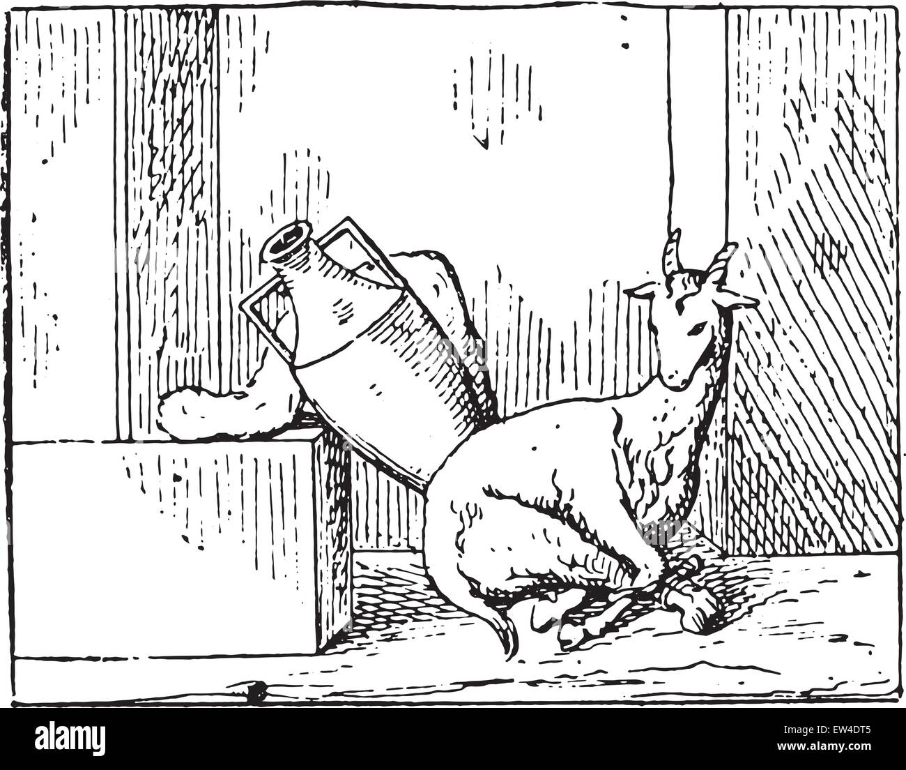 Bovidae young Stock Vector Images - Alamy