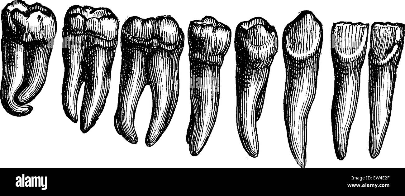 Vintage dentist Stock Vector Images - Alamy