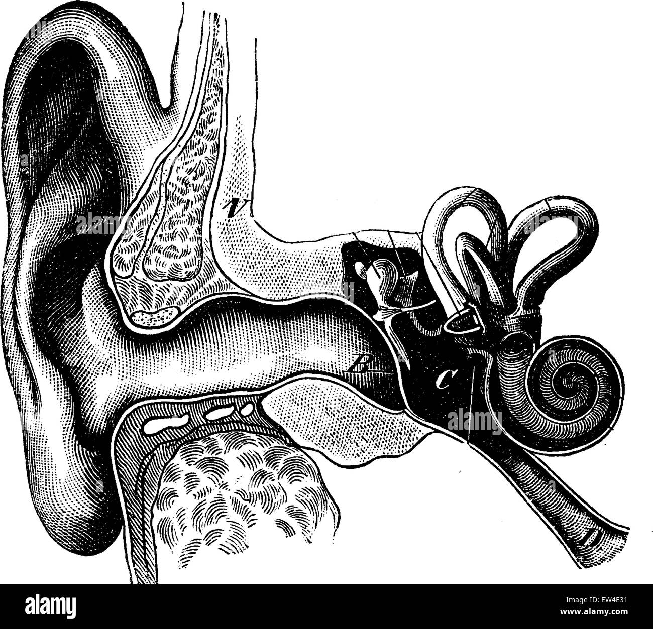 Section showing the organization of the ear, vintage engraved ...