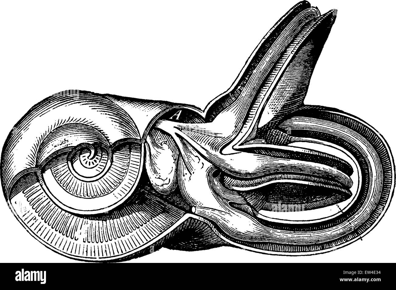 The inner ear Black and White Stock Photos & Images - Alamy