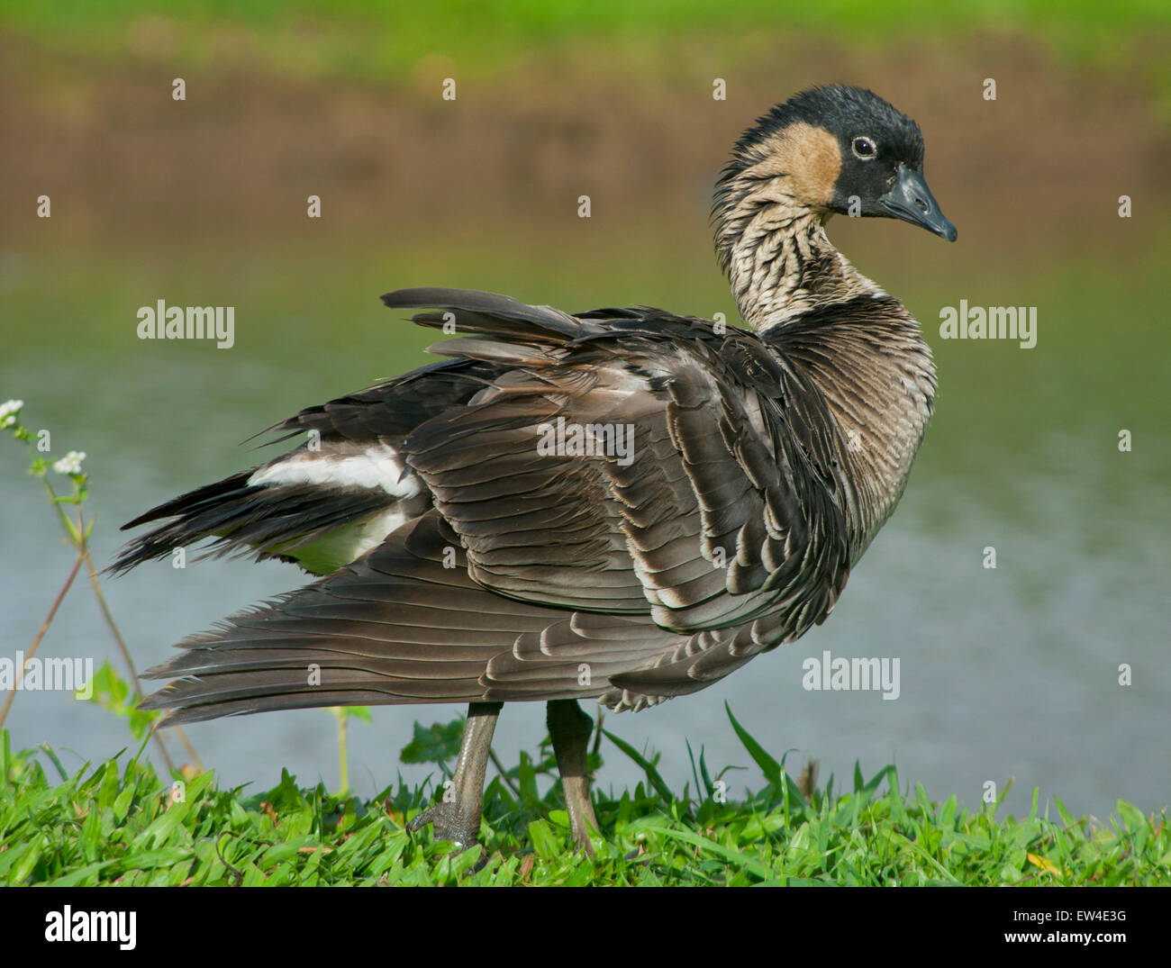 Nēnē or Hawaiian Goose, (Branta sandvicensis) Endangered, Hanalei ...