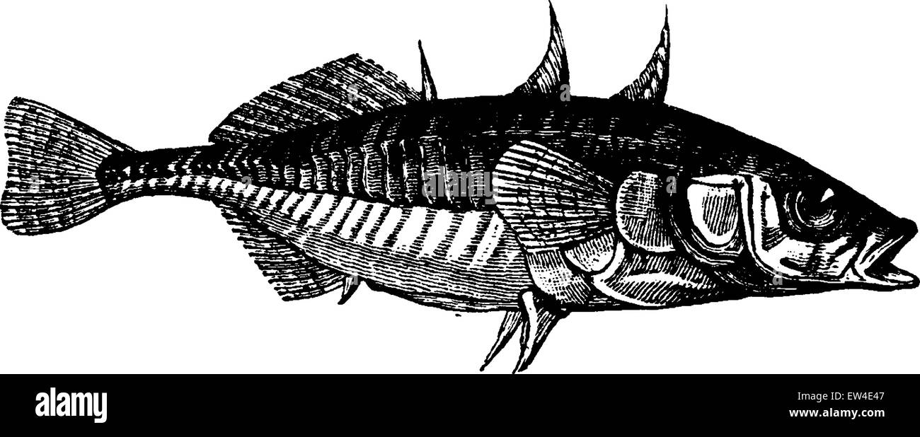 Stickleback, vintage engraved illustration. La Vie dans la nature, 1890 ...