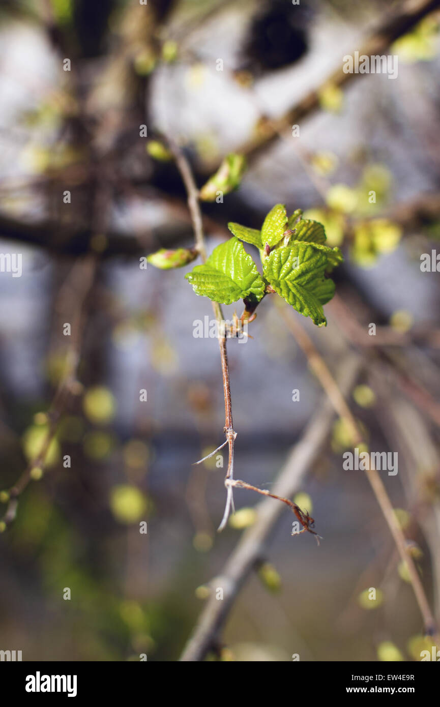 Little green leaves. Close up shot Stock Photo - Alamy