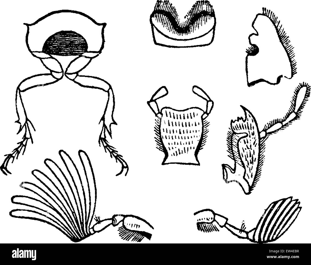 Lower body parts Black and White Stock Photos & Images - Alamy