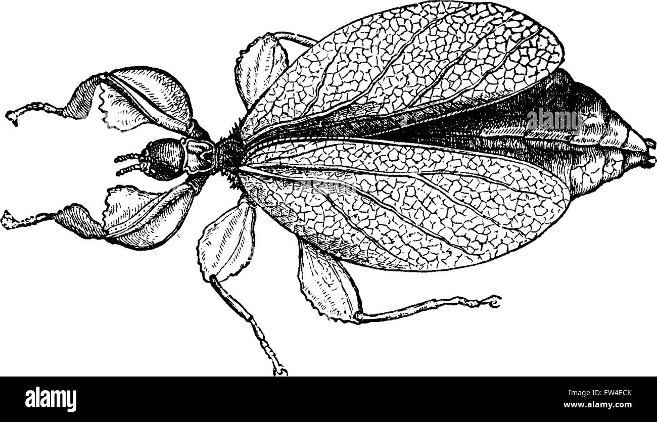 Phylliidae Stock Photos & Phylliidae Stock Images - Alamy