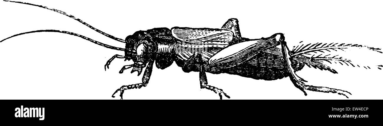 Cricket insect Stock Vector Images - Alamy