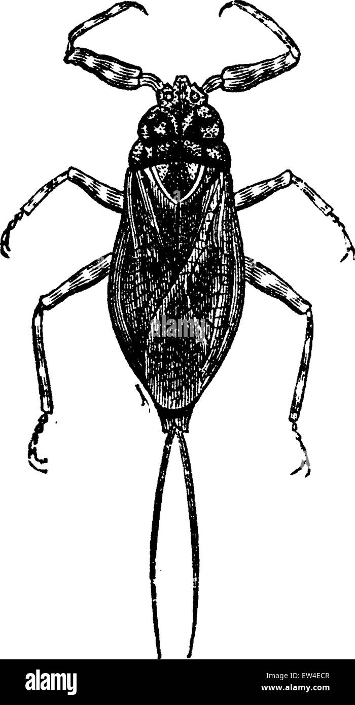 Nepe, vintage engraved illustration. La Vie dans la nature, 1890 Stock ...