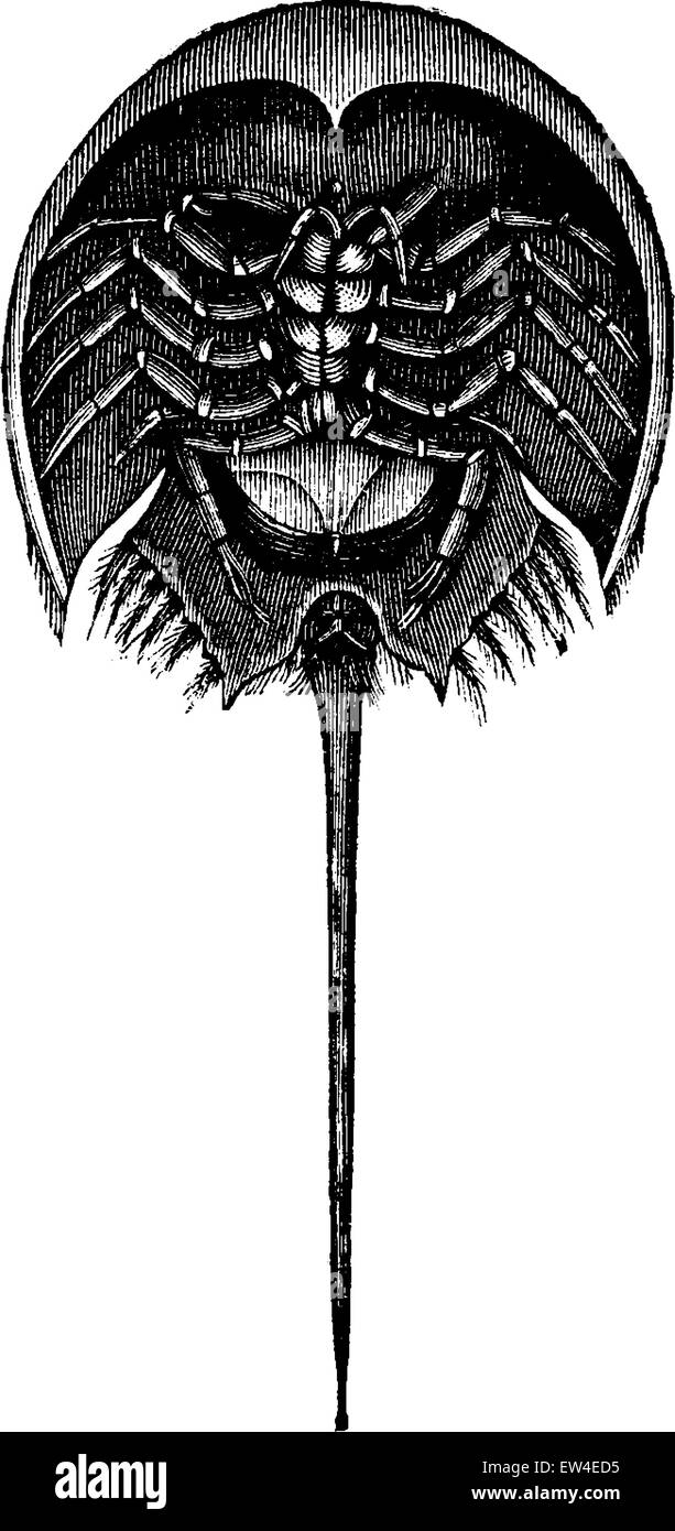 Limulus, vintage engraved illustration. La Vie dans la nature, 1890 ...