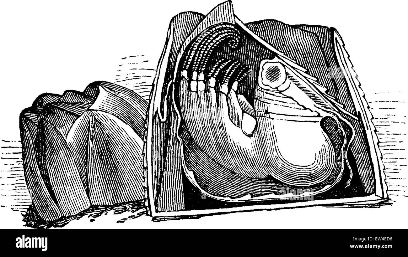 Barnacles, full, a split along, vintage engraved illustration. La Vie ...