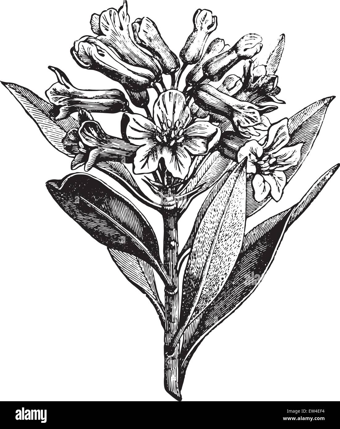 Alpenrose alpenrose Stock Vector Images - Alamy