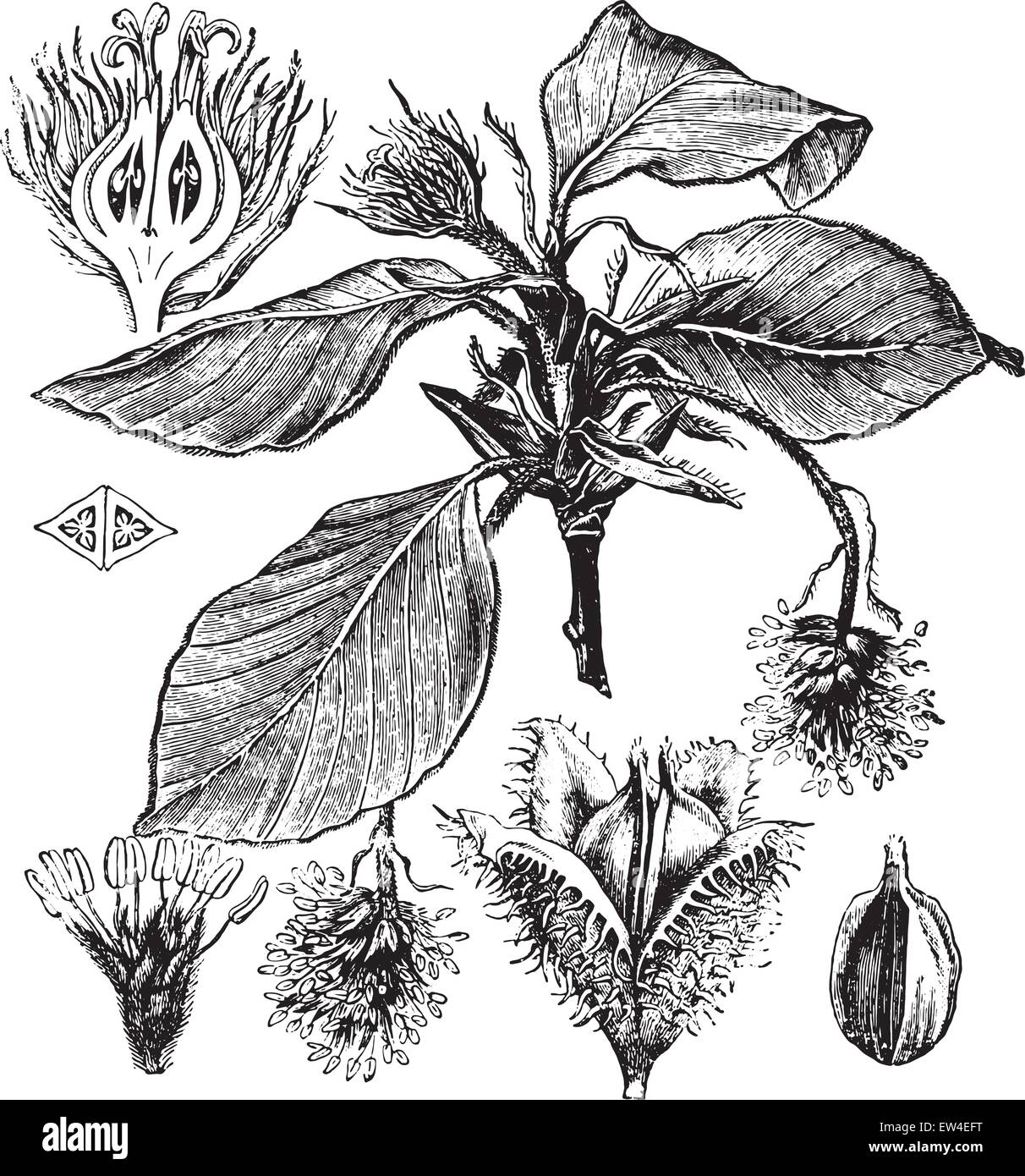 Beech, vintage engraved illustration. La Vie dans la nature, 1890 Stock ...