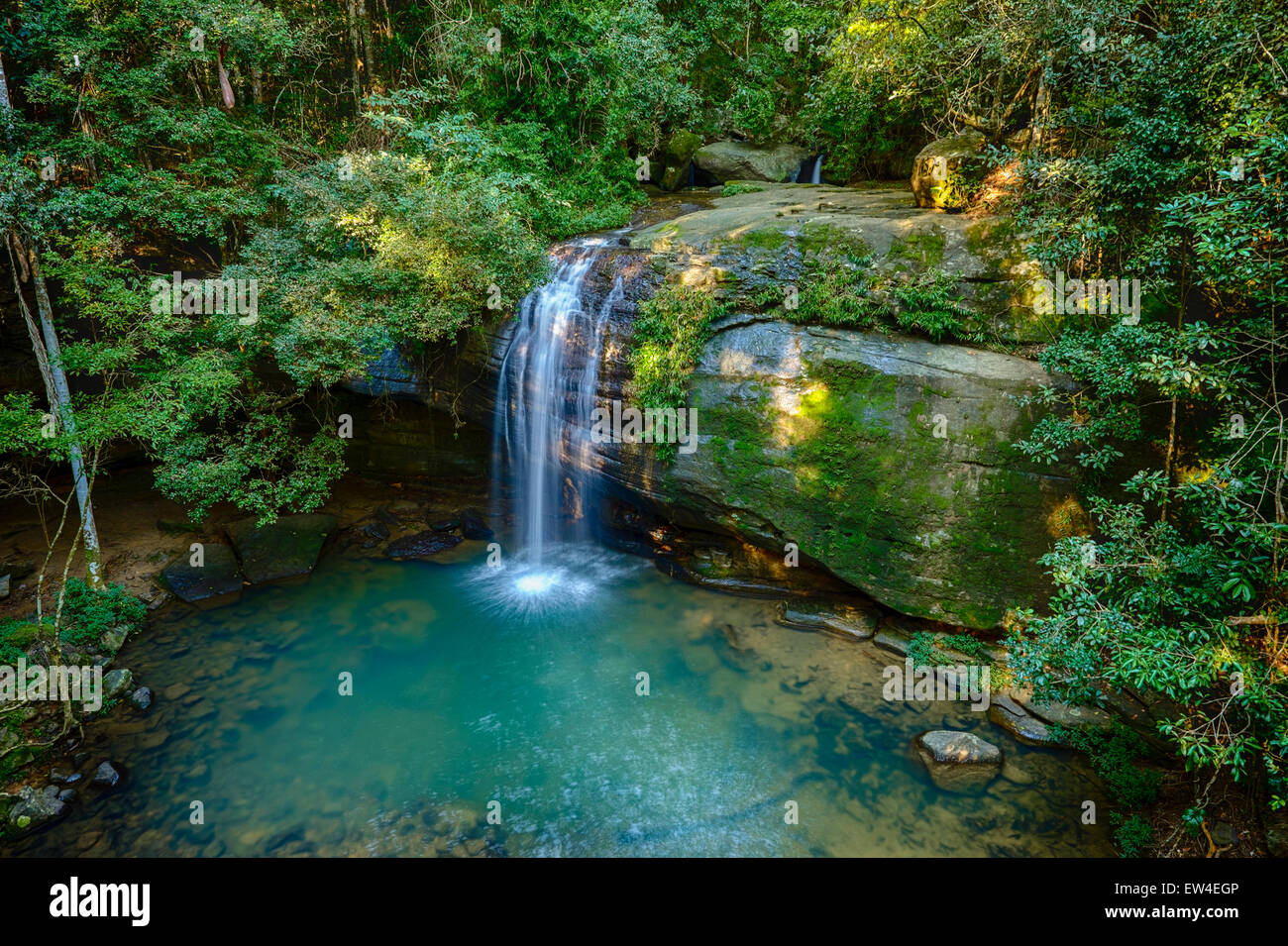 Serenity Falls at Buderim Forest Park Stock Photo - Alamy
