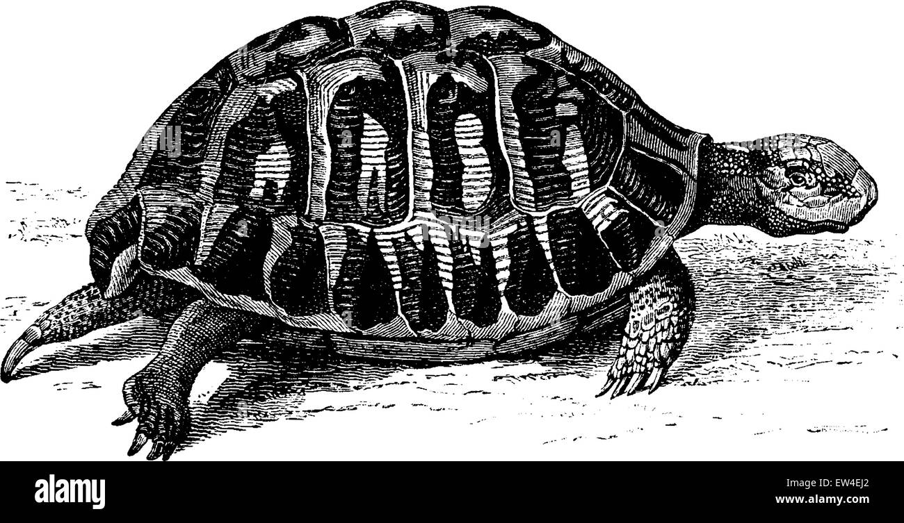 Black Greek Tortoise