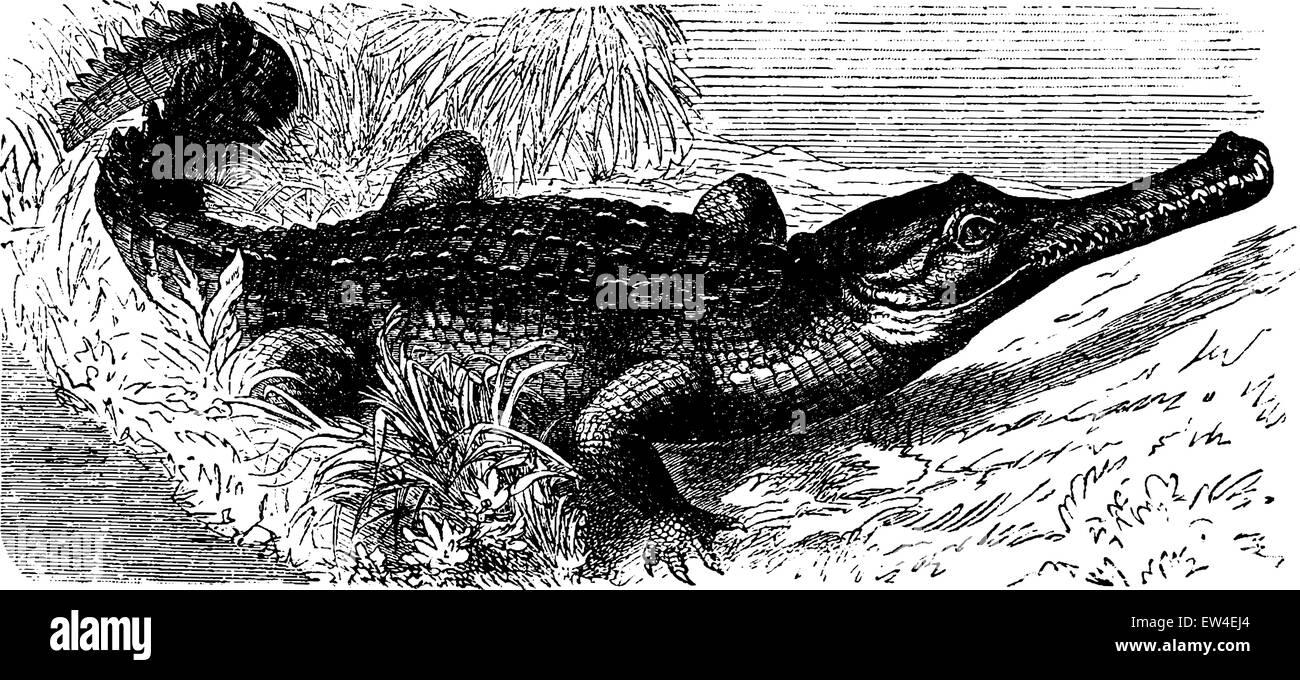 Gharial, vintage engraved illustration. From La Vie dans la nature ...