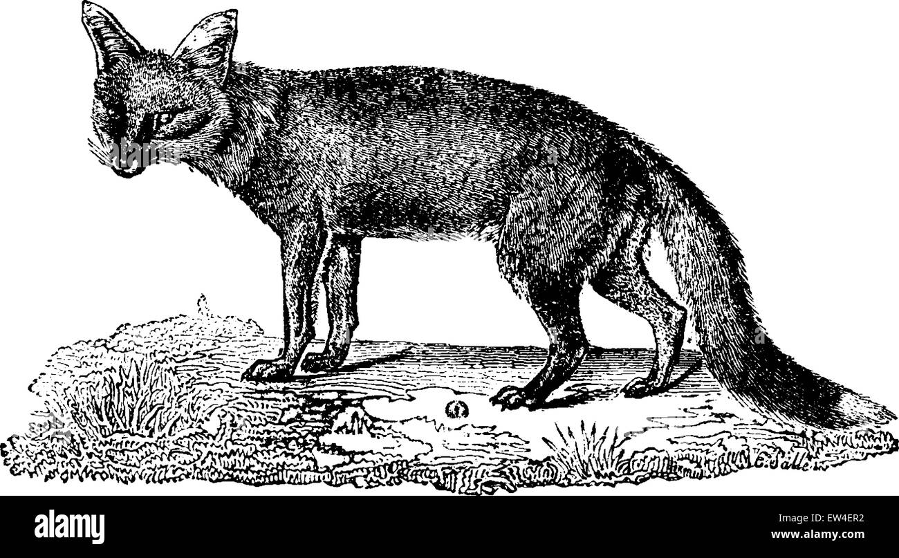Fox Illustration Vintage
