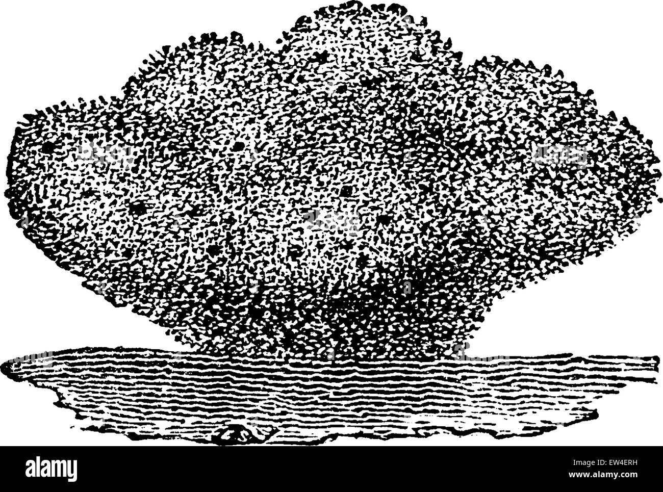 Structure of the porifera Stock Vector Images - Alamy