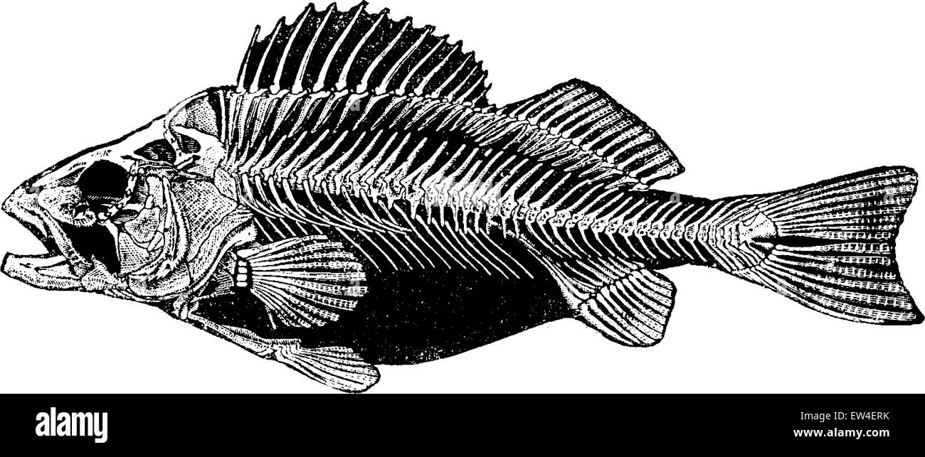 Perch Skeleton Stock Photos & Perch Skeleton Stock Images - Alamy