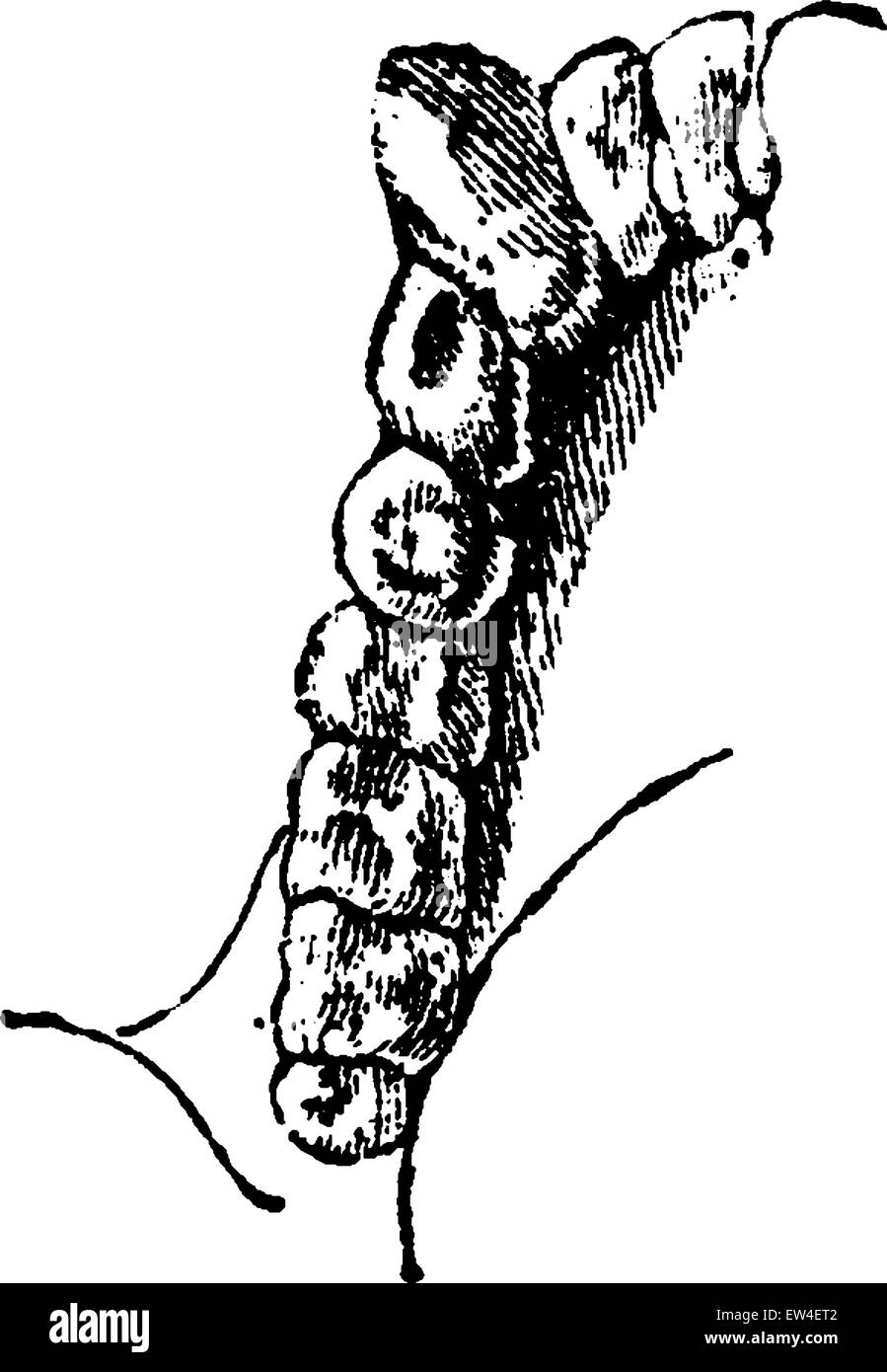 Monkey teeth of America, vintage engraved illustration. Natural History ...