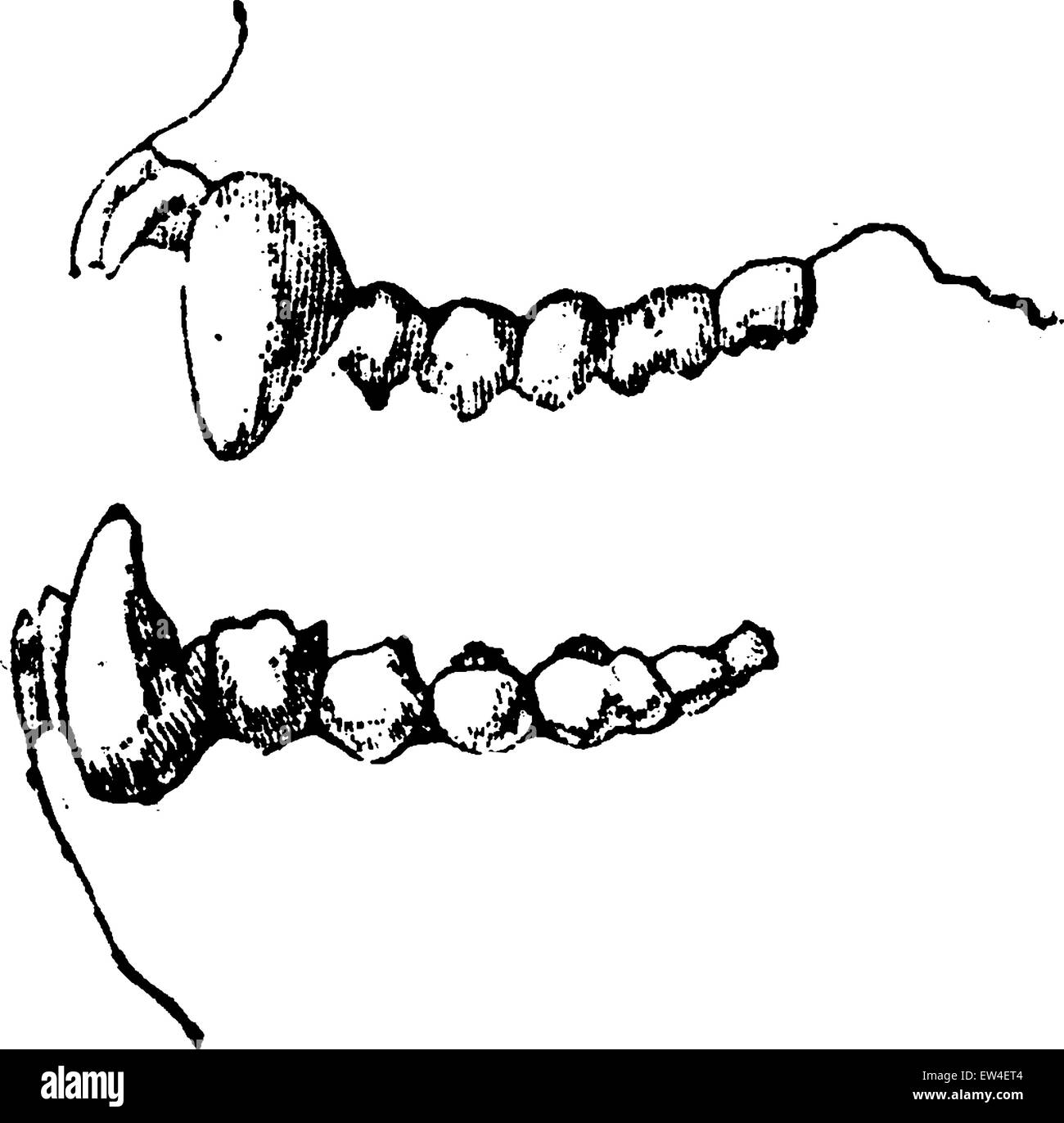 Monkey teeth Africa, vintage engraved illustration. Natural History of ...