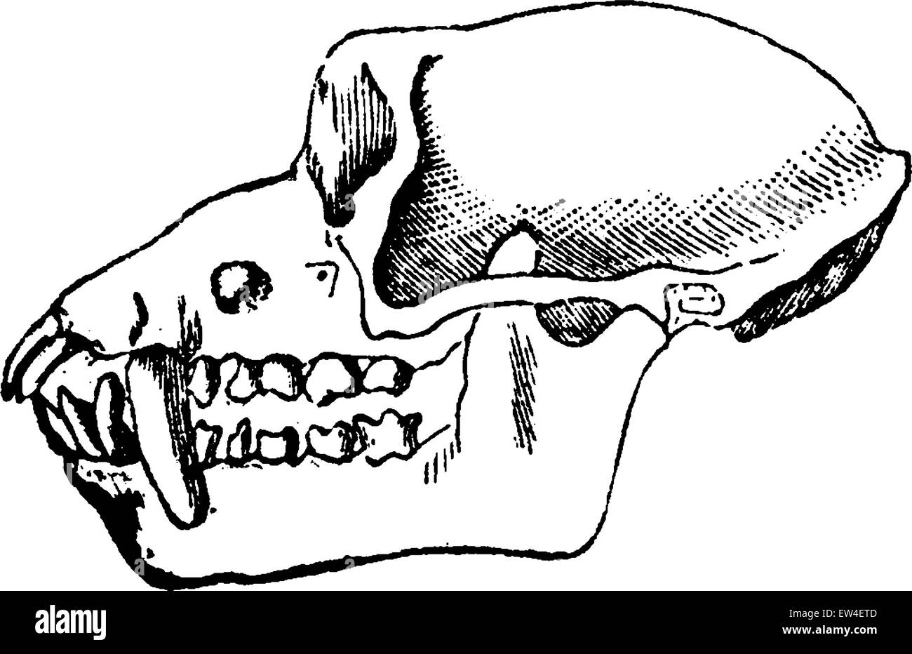 Picture skull animals hi-res stock photography and images - Alamy