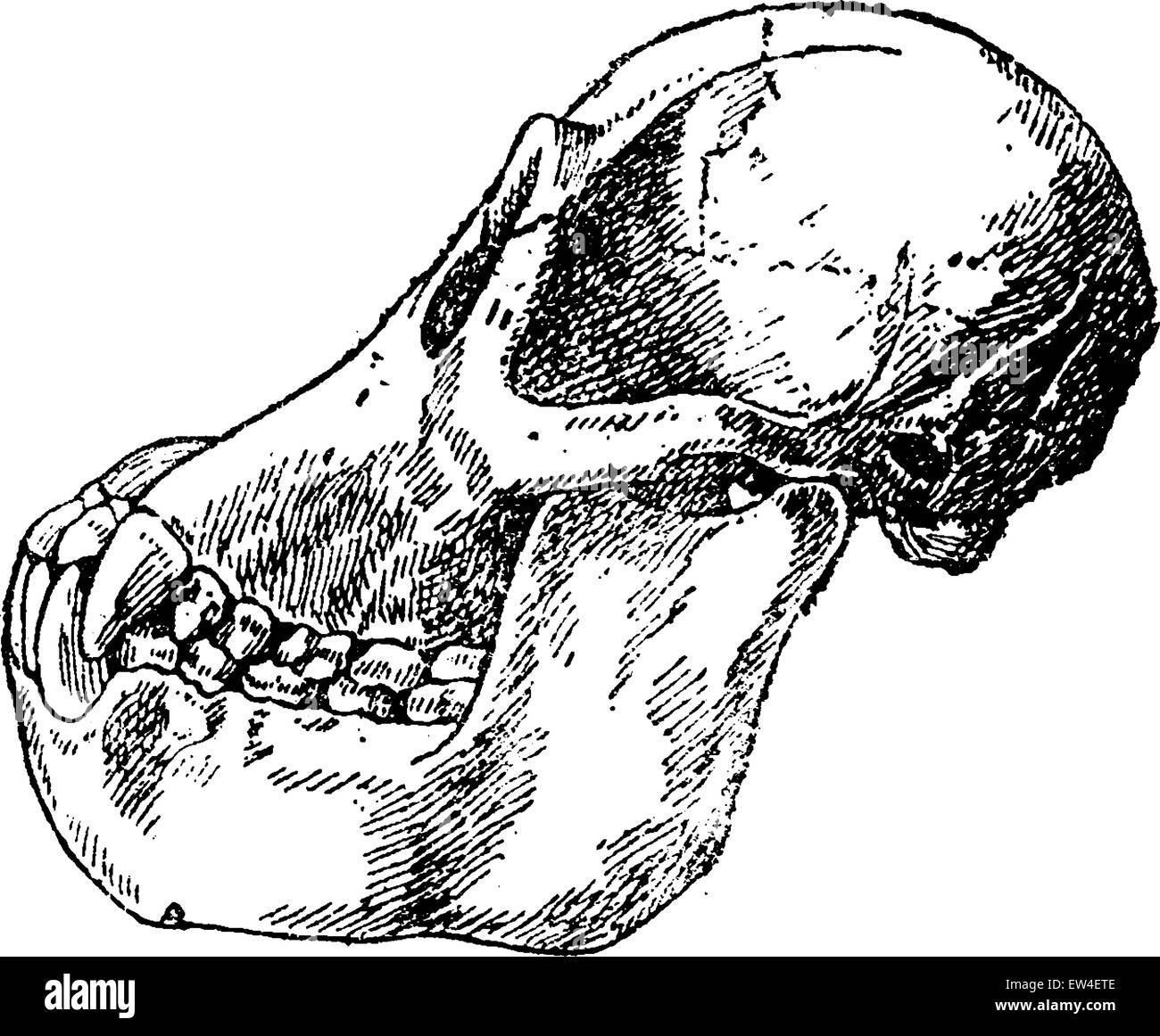 Skeleton of an orangutan hi-res stock photography and images - Alamy