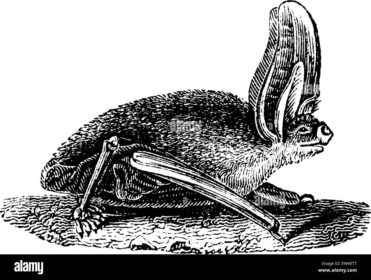 Grey long-eared bat walking ashore, vintage engraved illustration ...