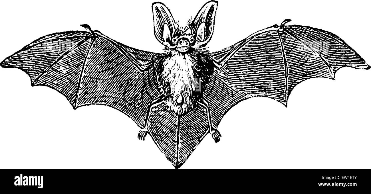 Bat Diagram