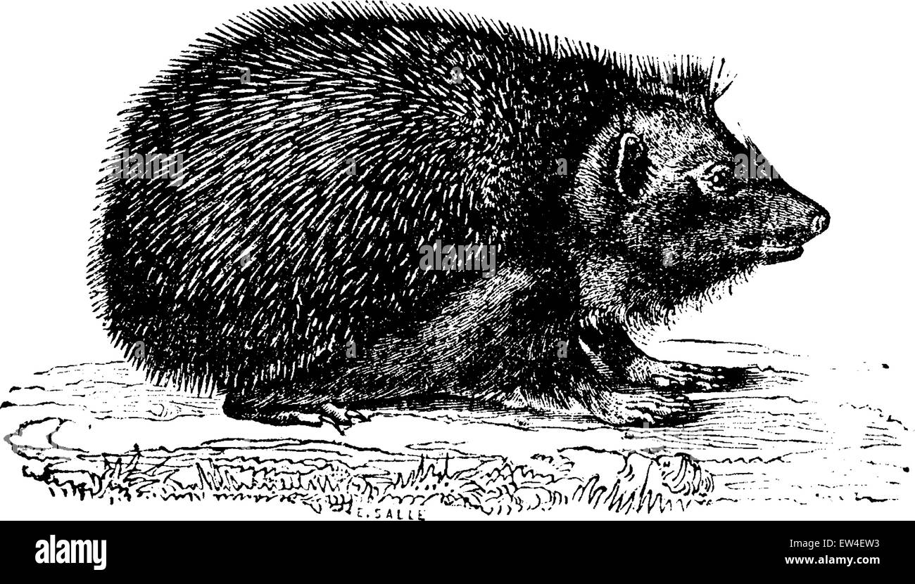Hedgehog, vintage engraved illustration. Natural History of Animals ...