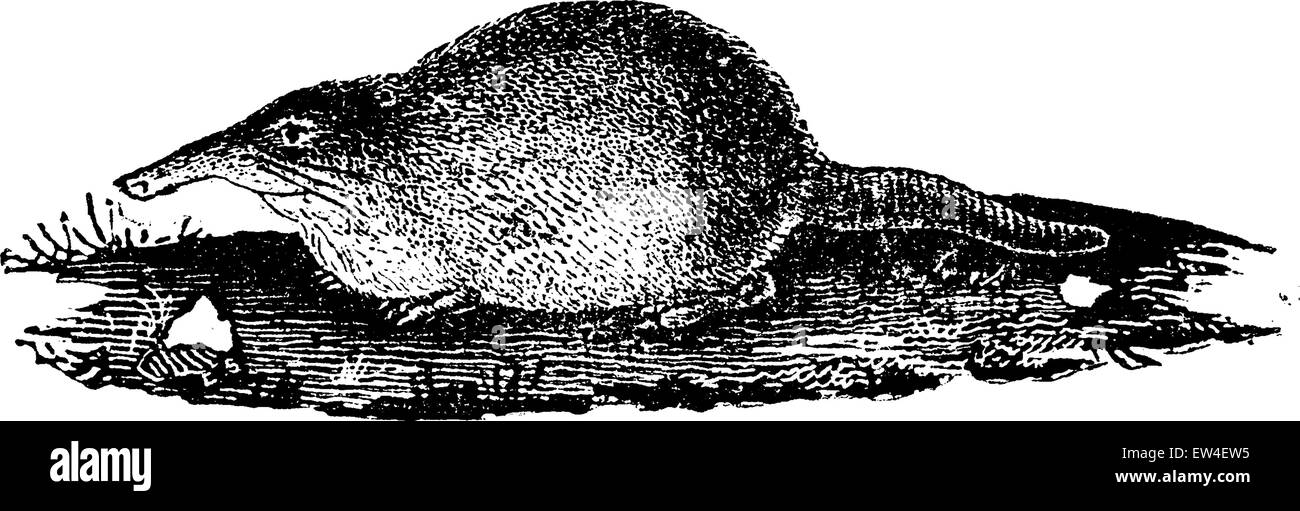 Desman picture Stock Vector Images - Alamy