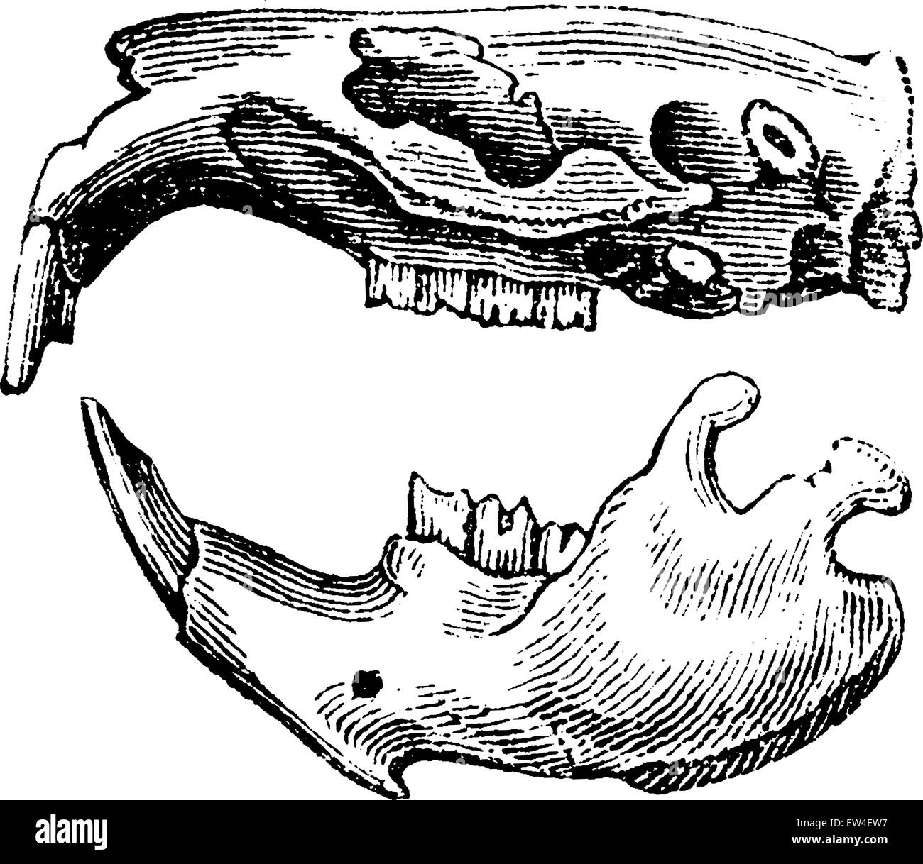 Rodent skull drawing Stock Vector Images - Alamy