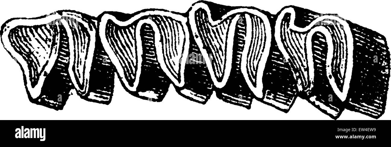 Molar teeth of a rodent, vintage engraved illustration. Natural History ...