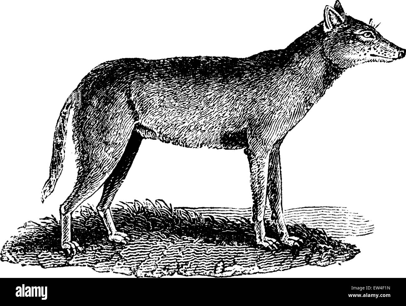 Wolf, vintage engraved illustration. Natural History of Animals, 1880 ...