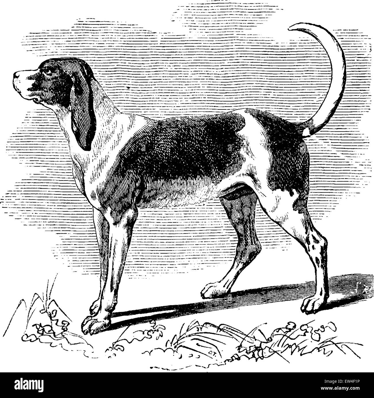 Hunting dog, vintage engraved illustration. Natural History of Animals ...
