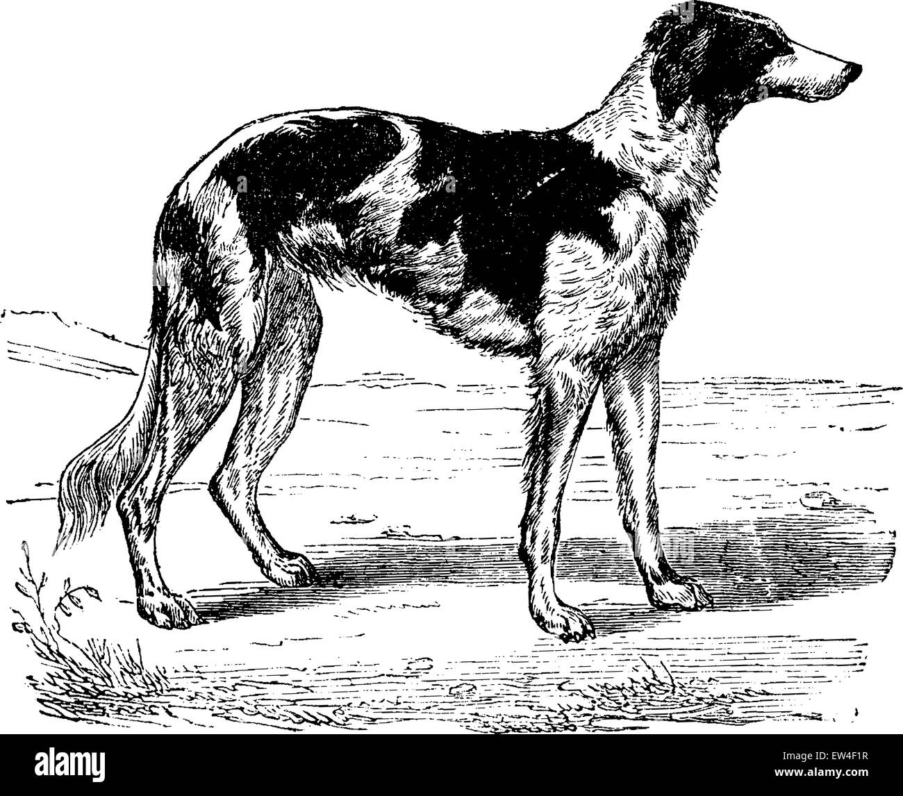 Ancient old breed dog Black and White Stock Photos & Images - Alamy