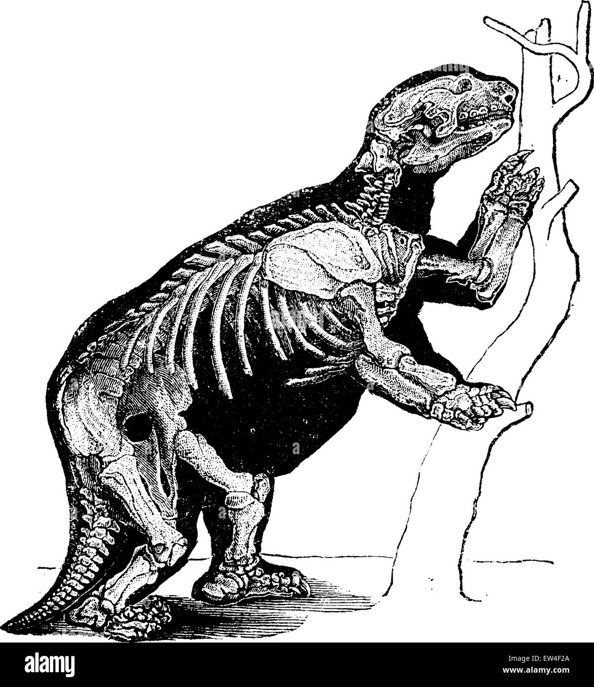 Mylodon Stock Vector Images - Alamy