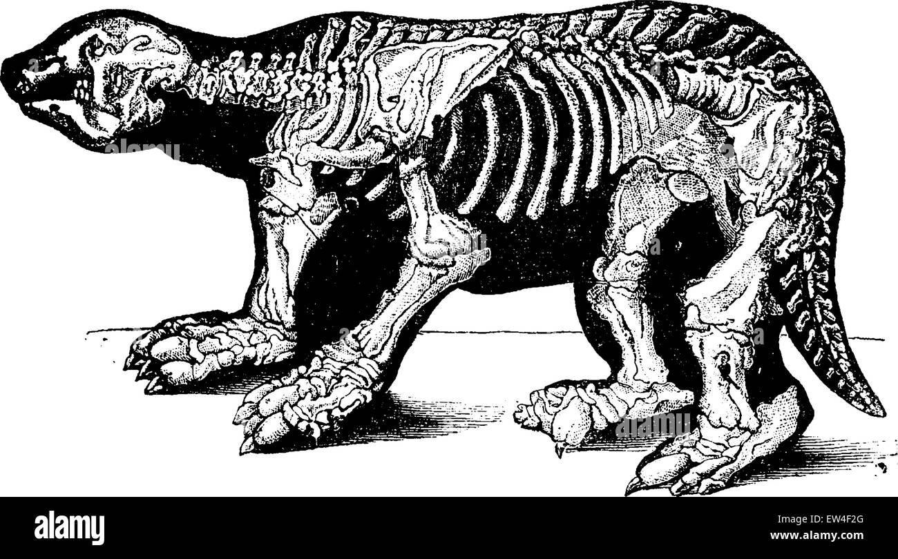 Skeleton of Megatherium, vintage engraved illustration. Natural History ...