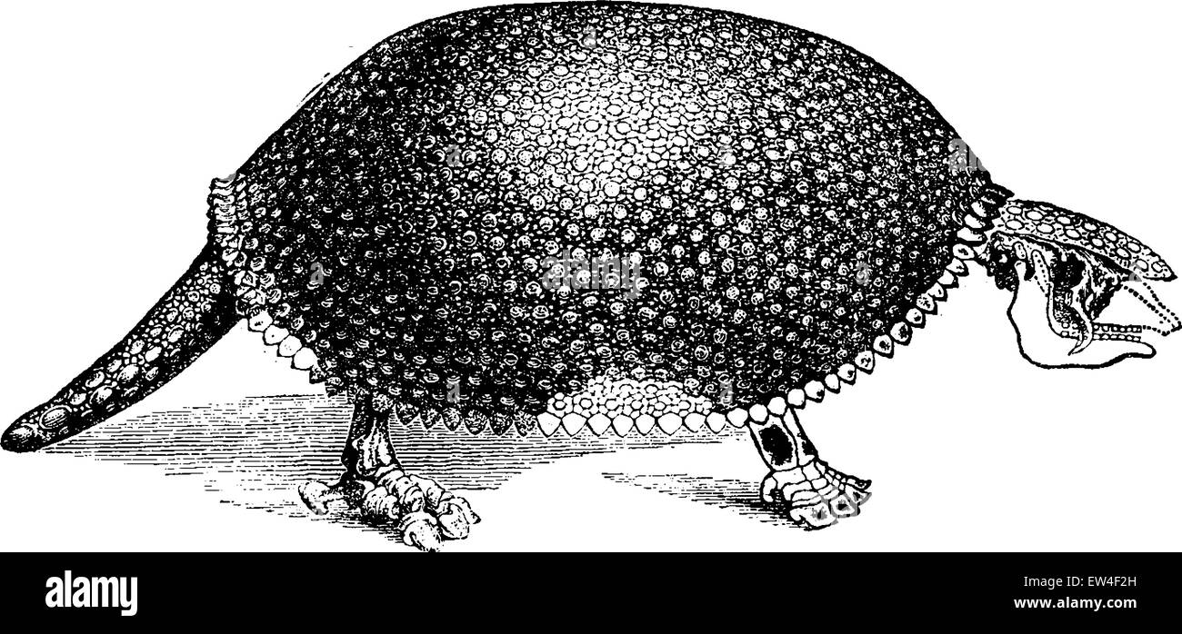 Glyptodon Skeleton