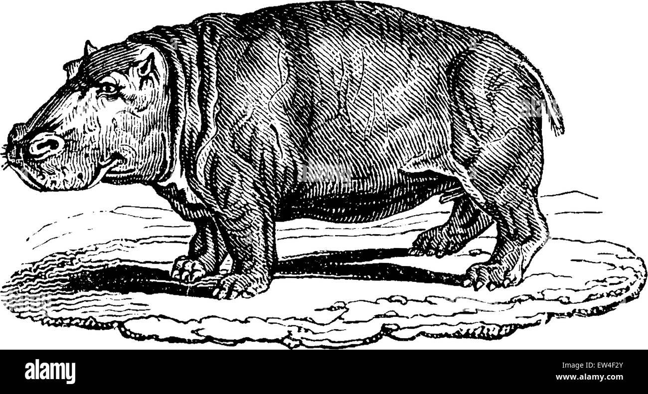 Ancient hippo Stock Vector Images - Alamy
